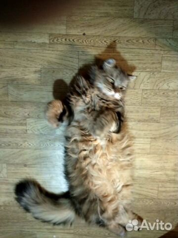Отдадим кота Сибирский пушистый