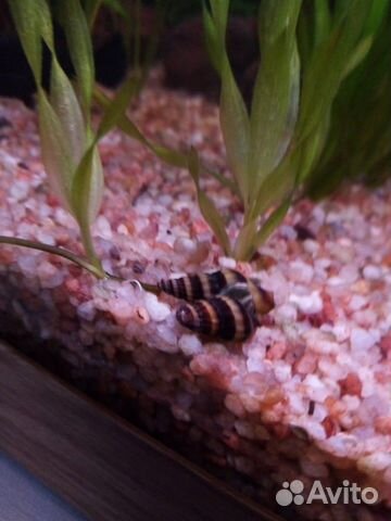 Улитка Хелена