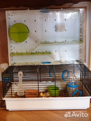 Сирийский хомячок + клетка + корм