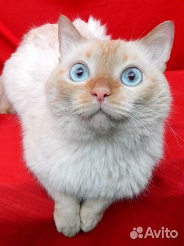 Голубоглазый красавец кот