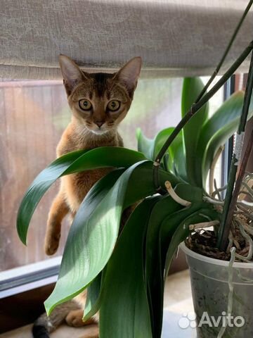 Абиссинская кошка. 7 месяцев, к лотку приучена