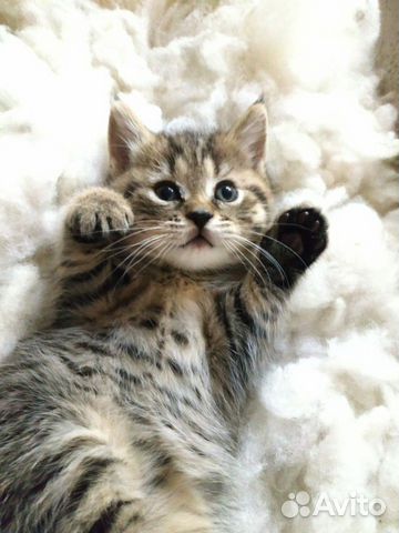 Котята - тигрята
