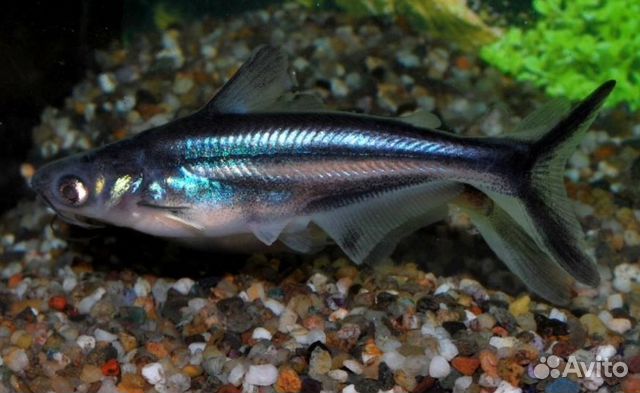 Сом Пангасиус (обмен)