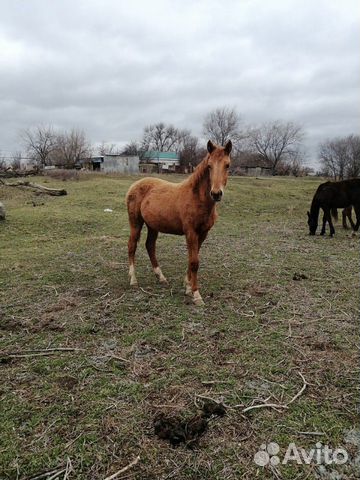 Продаются жеребята