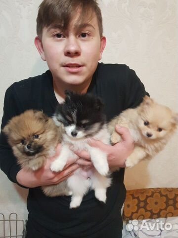 Шпиц