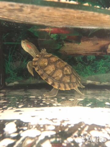 Черепаха