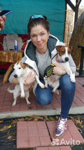 Щенки Джек Рассел терьер