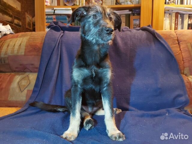 Щенки в хорошие руки