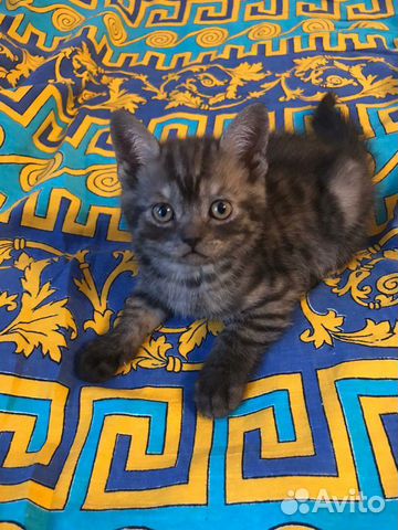 Шотландский прямоухий кот