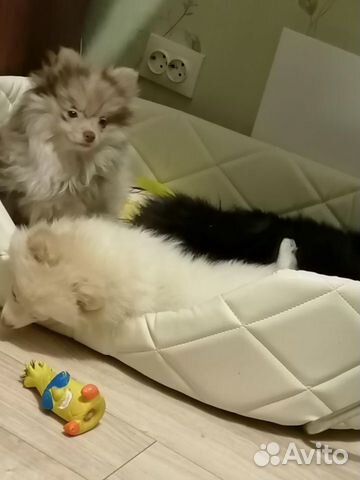 Щенки Шпица