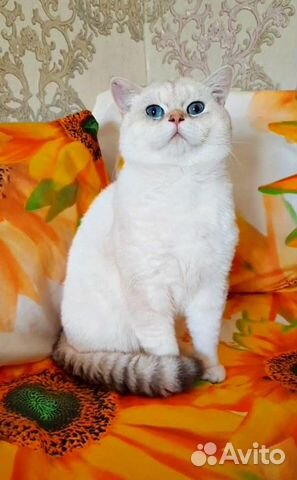 Золотой шиншилла поинт