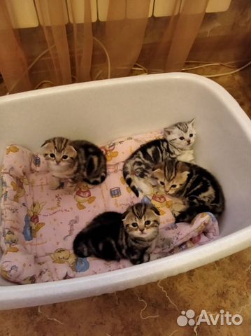 Шотландские котята