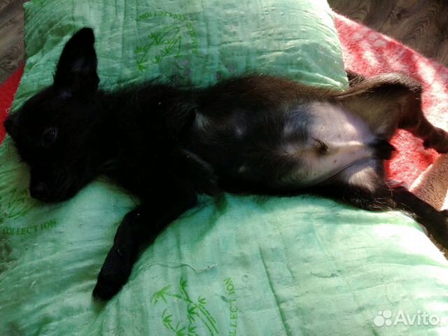 Щенок в добрые руки)