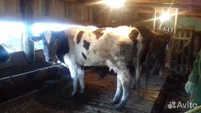 Продажа сельхоз. животных