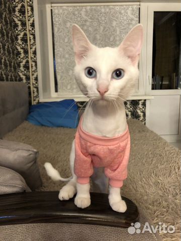 Нужен кот на вязку