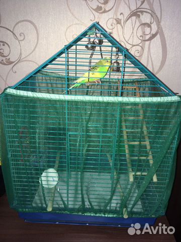 Отдадим попугая в хорошие руки