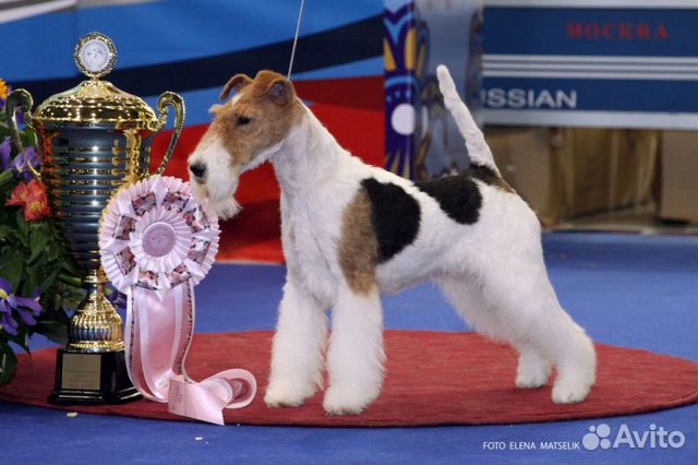 Щенки Фокстерьер жесткошерстный