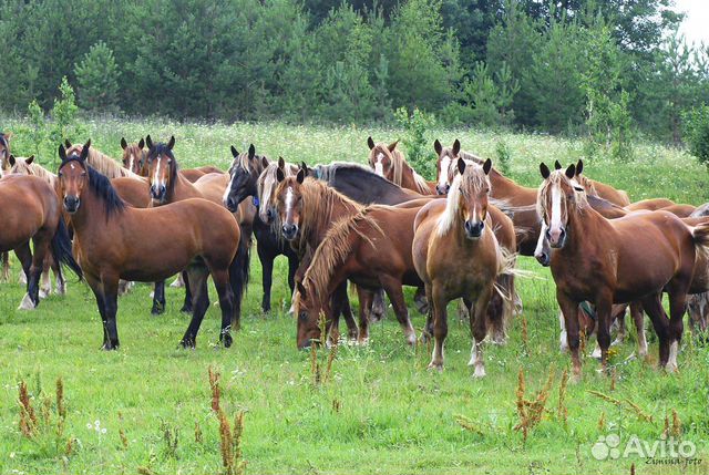 Продам лошадей