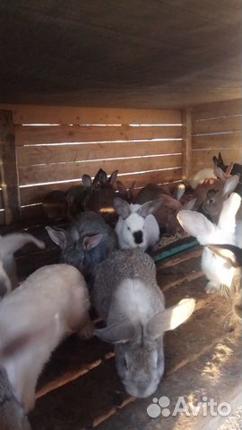 Продам кролей