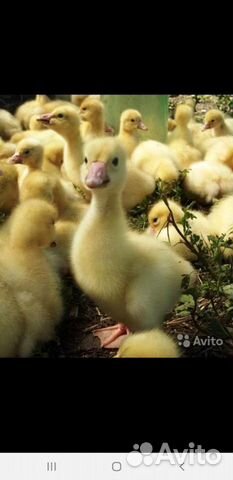 Суточные гусята