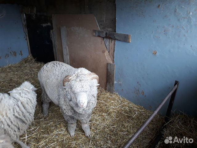 Овцы и баран