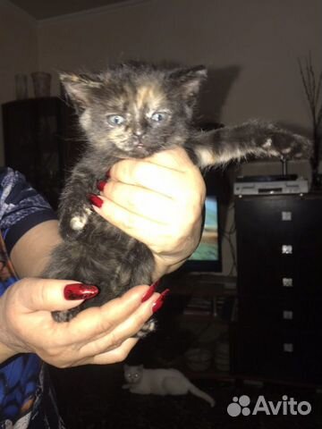 Котэйки