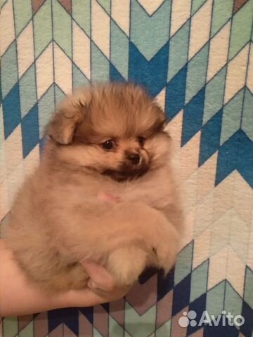 Шпиц померанец