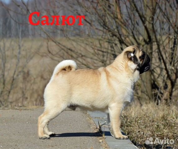 Мопса щенки