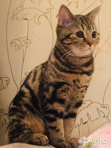 Кошка