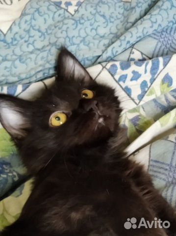 Котёнок с лотком