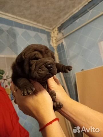 Шарпей китайский