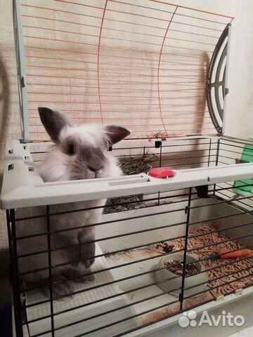 Кролик с клеткой Ferplast casita 80