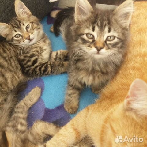 Котята