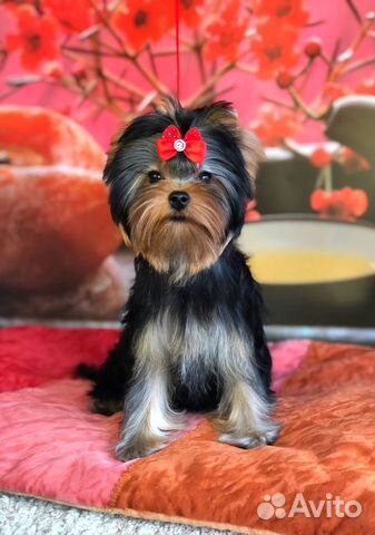 Красивая кукольная девочка