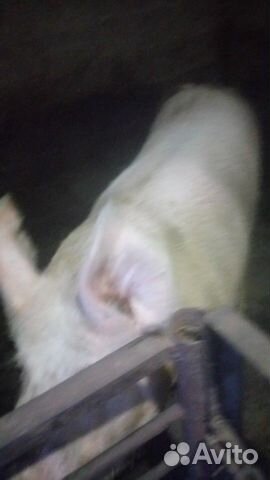 Хряк на мясо