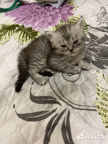 Котёнок