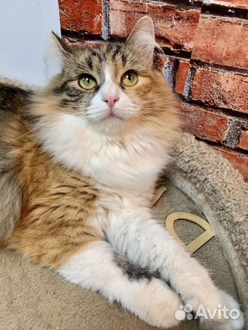 Кошечка Нюша 1 годик