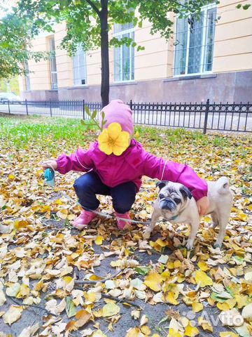 Собака мопс бесплатно