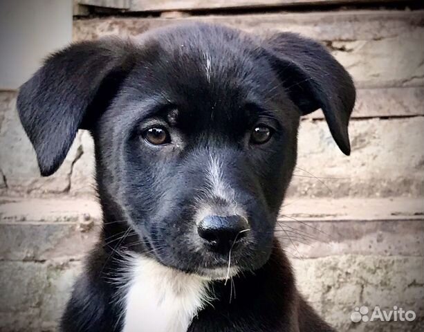 Щенок. Брюнетка. Вся в отца