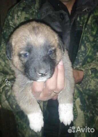 Щенки бесплатно