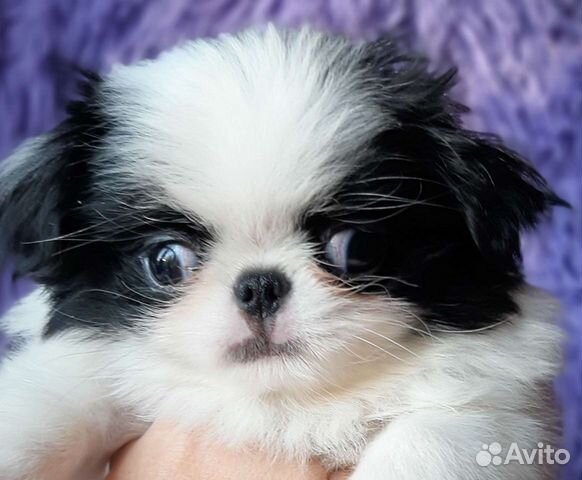 Мини хины мальчишки РКФ