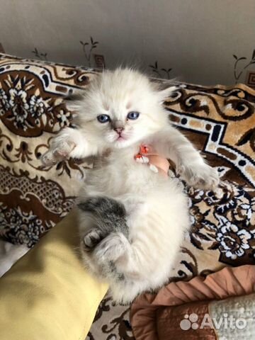 Продам котят сибирской породы