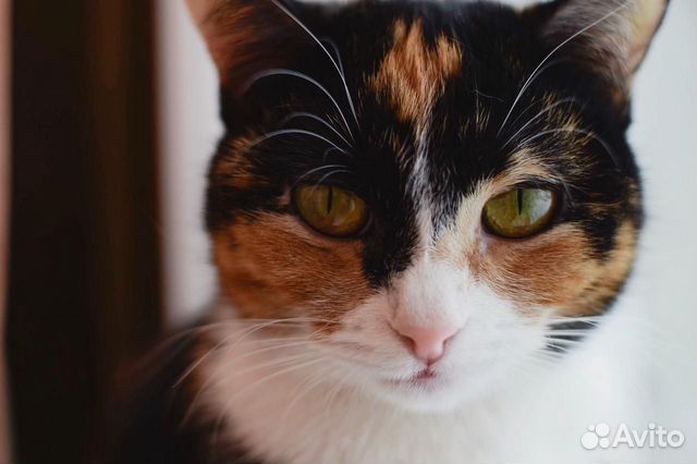Кошка Фортуна
