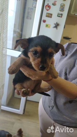 Йоркширский терьер