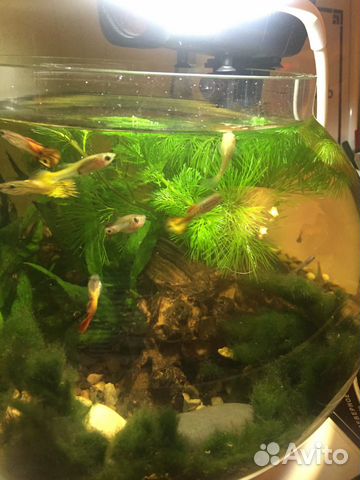 Рыбки "Гуппи"