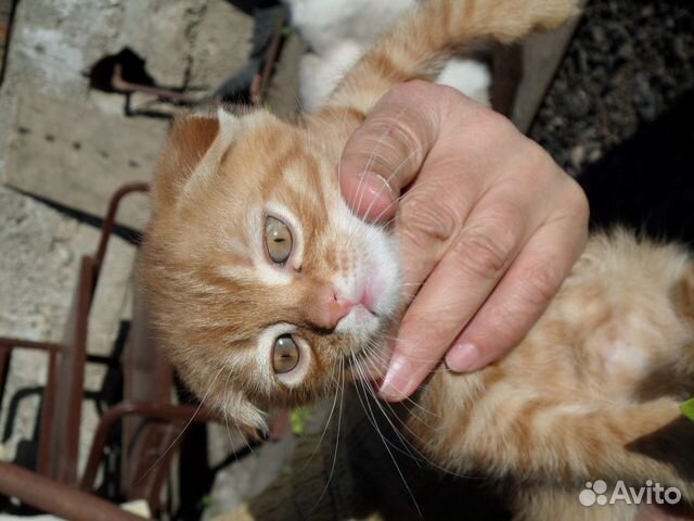 Котята вислоухие солнечно-рыжие