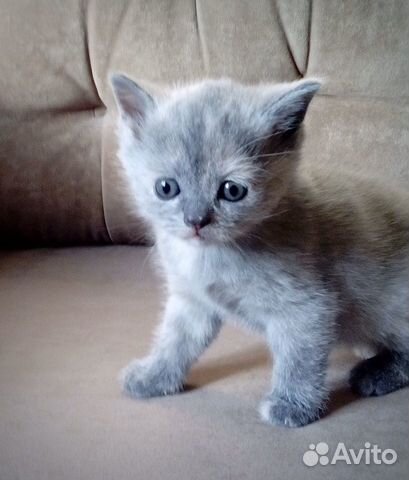Продаётся шотландский котенок