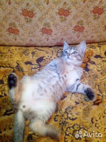 Котик-полосатик 2 месяца