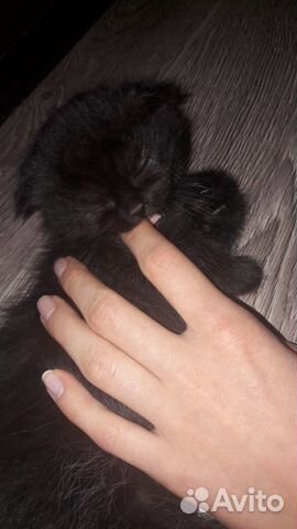 Котята британцы