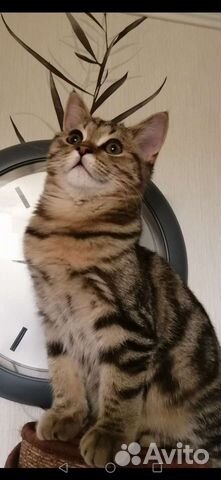 Кот британец